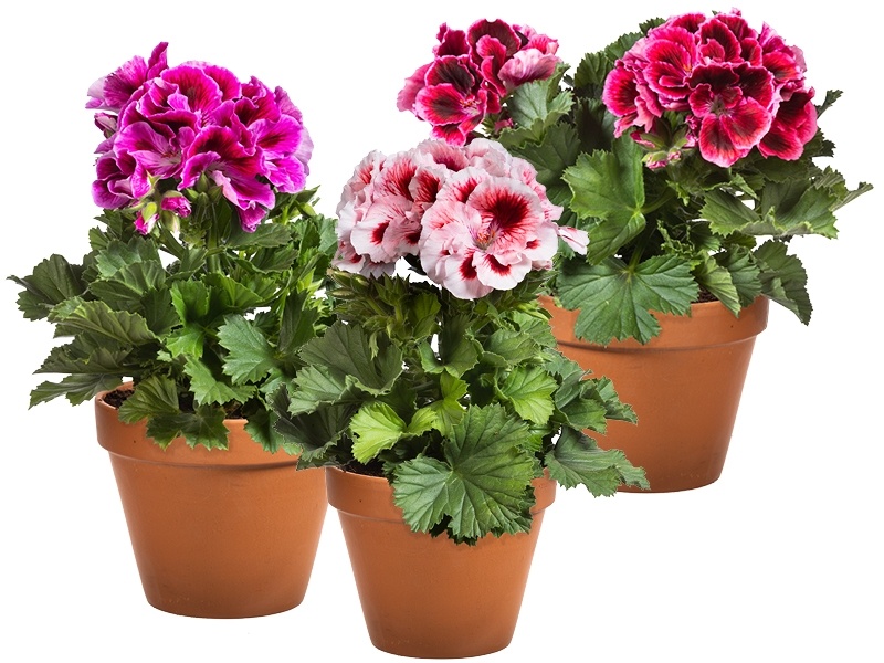 Chic of gezellig? De Franse geranium is het allebei! - GroenRijk ...