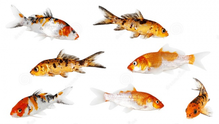 Vissen - GroenRijk Beneden Leeuwen | Een mooi tuincentrum nabij Tiel ...