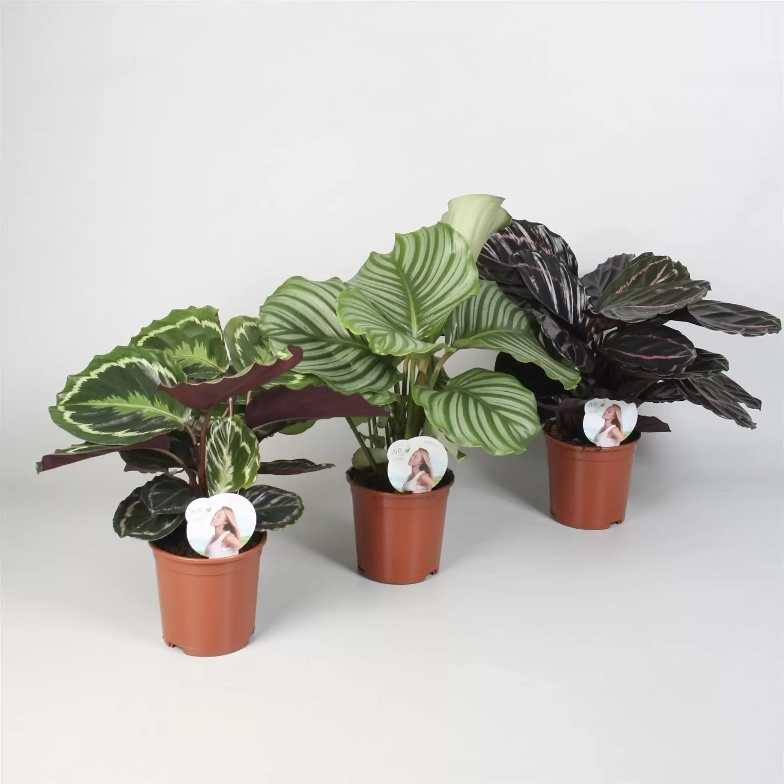 Calathea mix P14 - GroenRijk Beneden Leeuwen | Een mooi tuincentrum ...