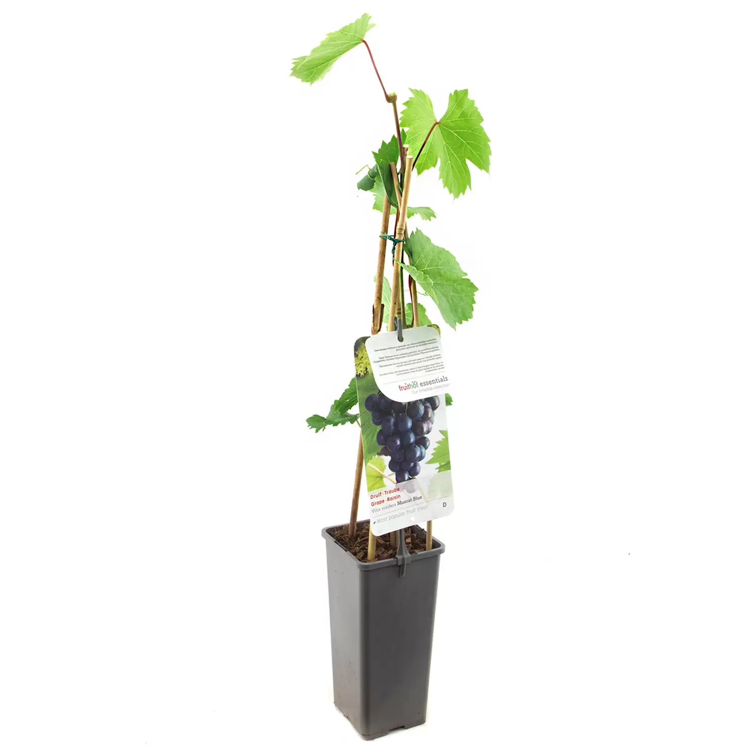 Vitis vinifera Muscat Blue - GroenRijk Beneden Leeuwen | Een mooi ...
