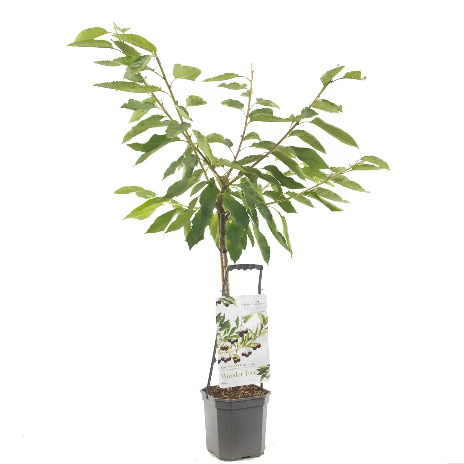 Wonder Tree Sunburst - GroenRijk Beneden Leeuwen | Een mooi tuincentrum ...